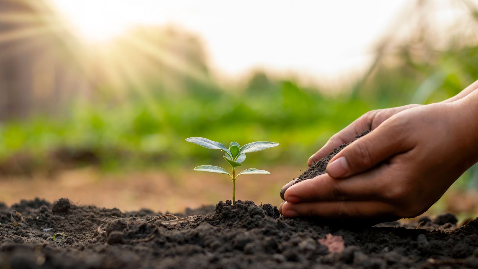 Early Signs of Hermie Plant - Eurotechtalk